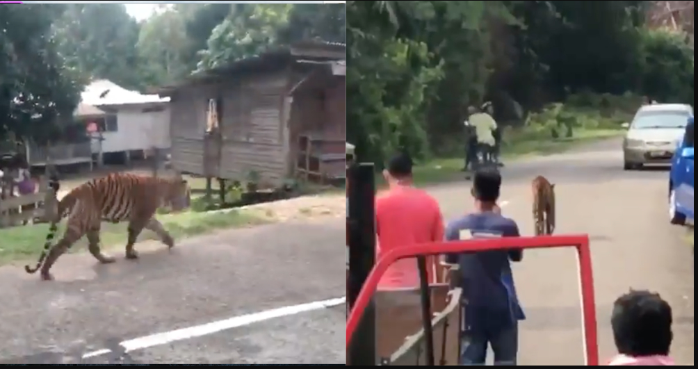 Perhilitan: Tigers spotted in T'ganu could be 'pets'