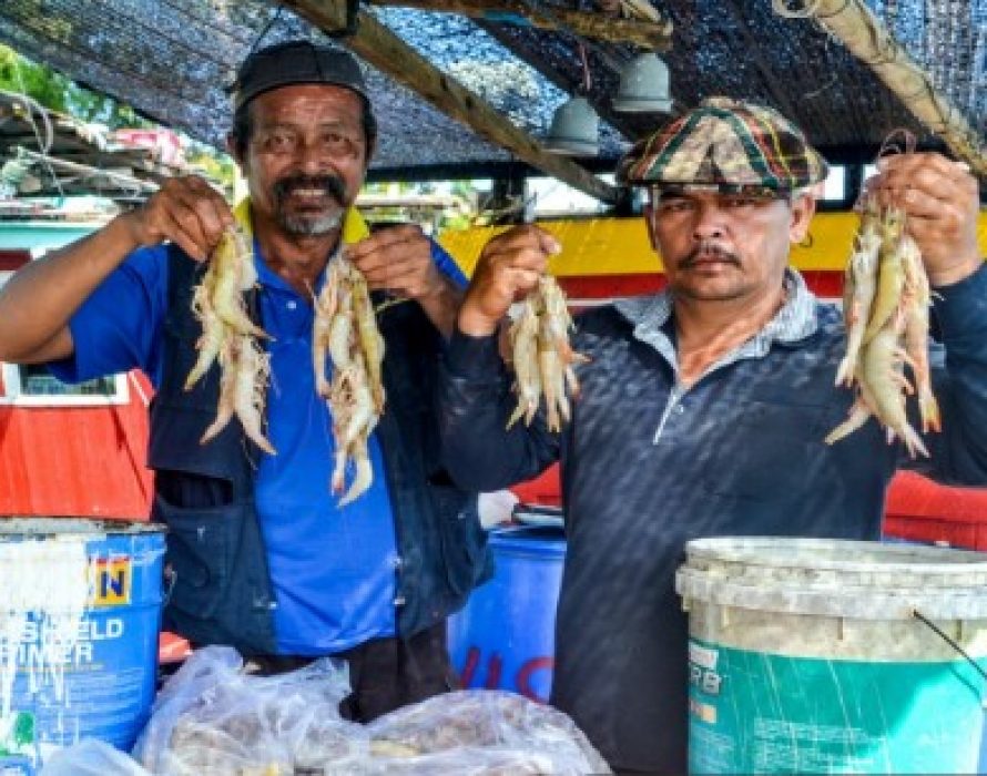 It's raining shrimps in Tok Bali, Bachok