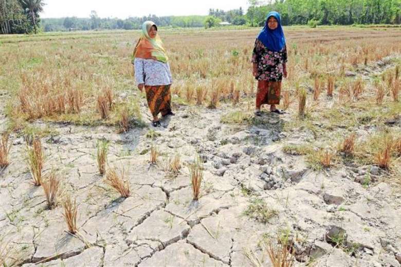 Save water in hot and dry weather