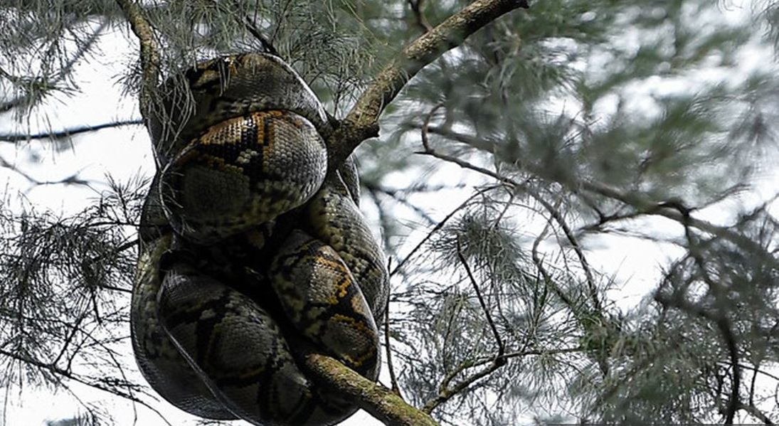 Three reticulated pythons caught in Kuala Nerus yesterday