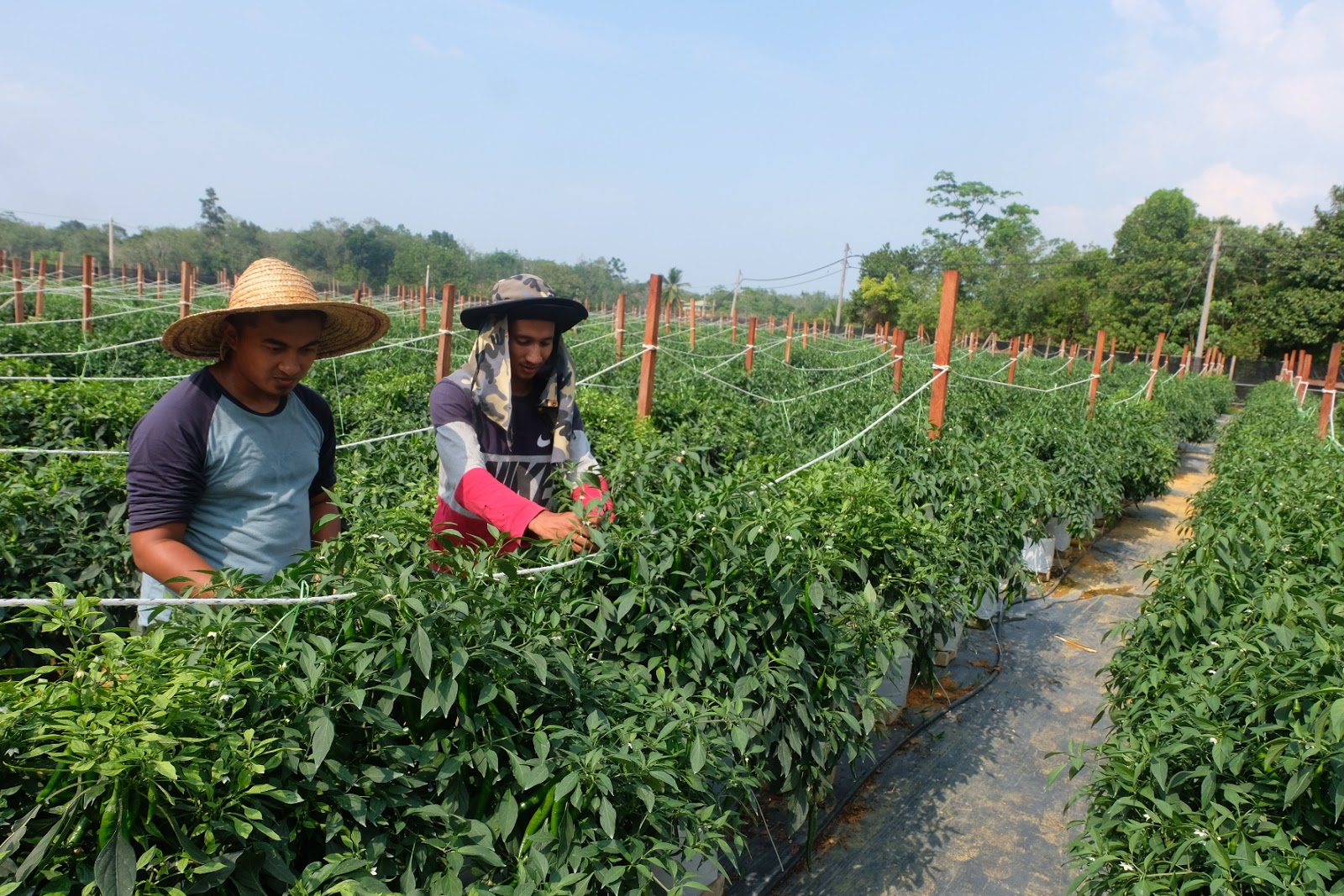 Economic Boost For Second-Generation Felda Settlers