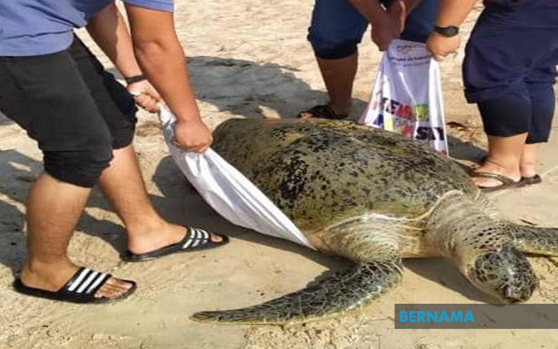 100kg green sea turtle found dead on Teluk Kemang beach
