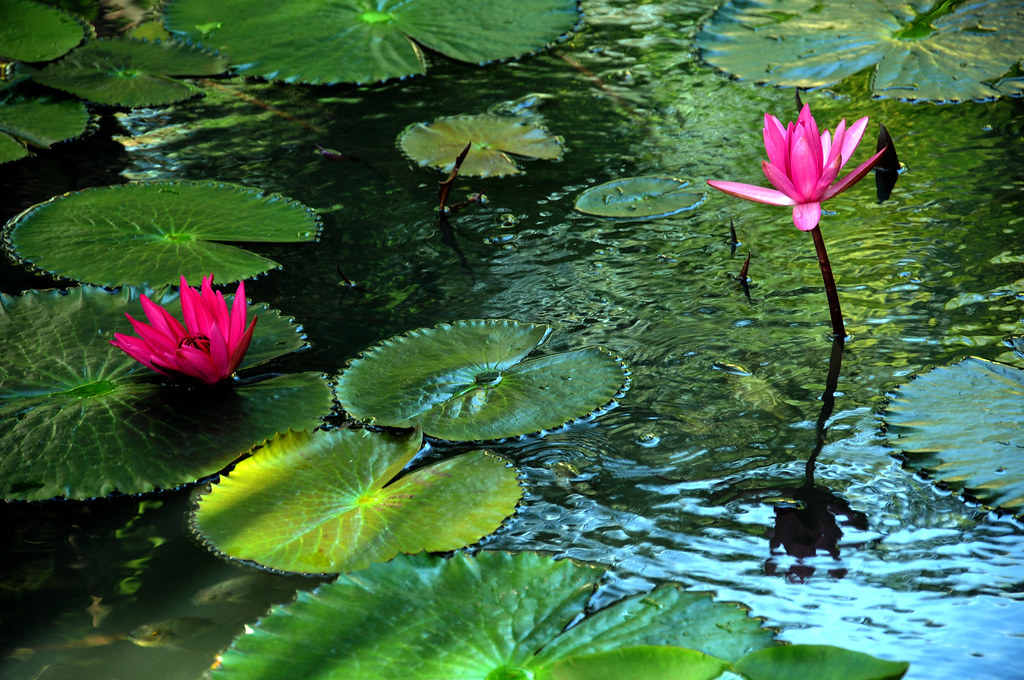 CMCO: 38 individuals detained for gathering to snap lotus flower scenery